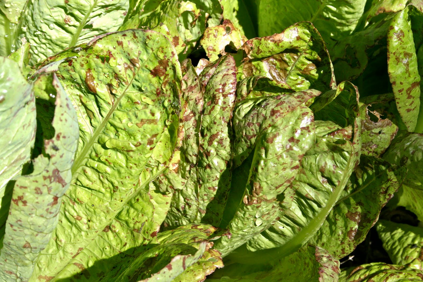 The Polished Pebble: Vegetable Garden Ideas