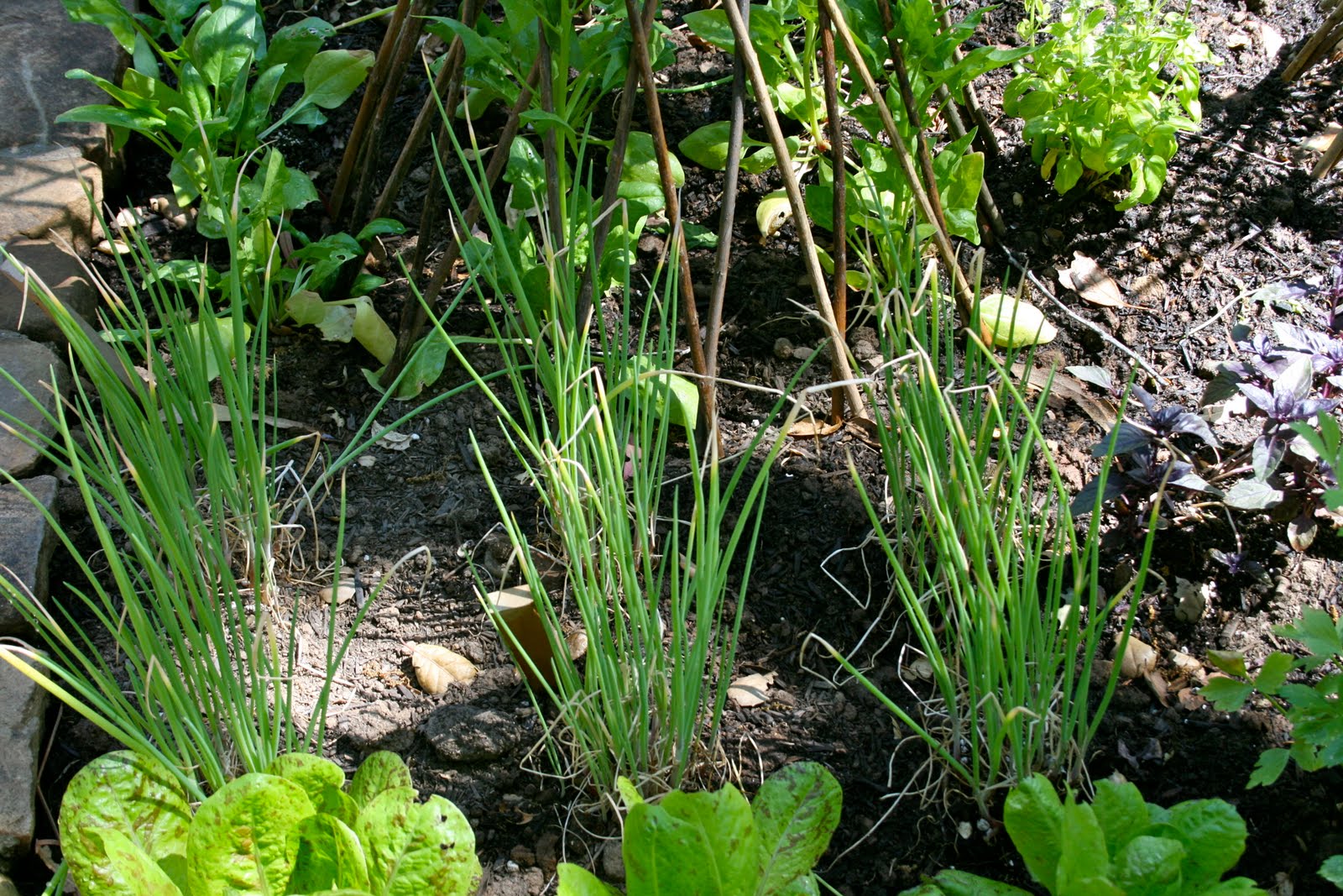 The Polished Pebble: Vegetable Garden Ideas