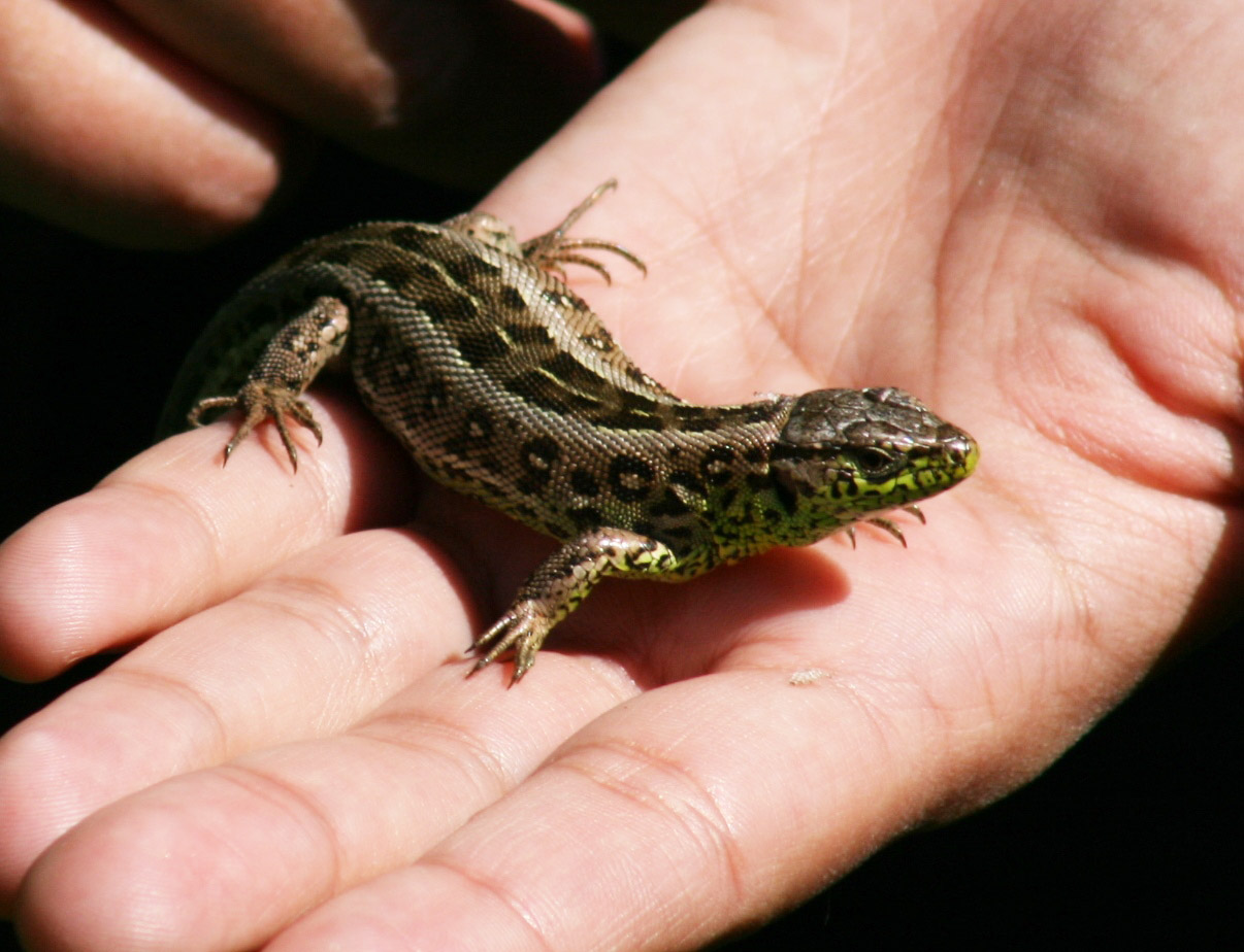 Ilyen a természetünk: Láb alatt a gyík