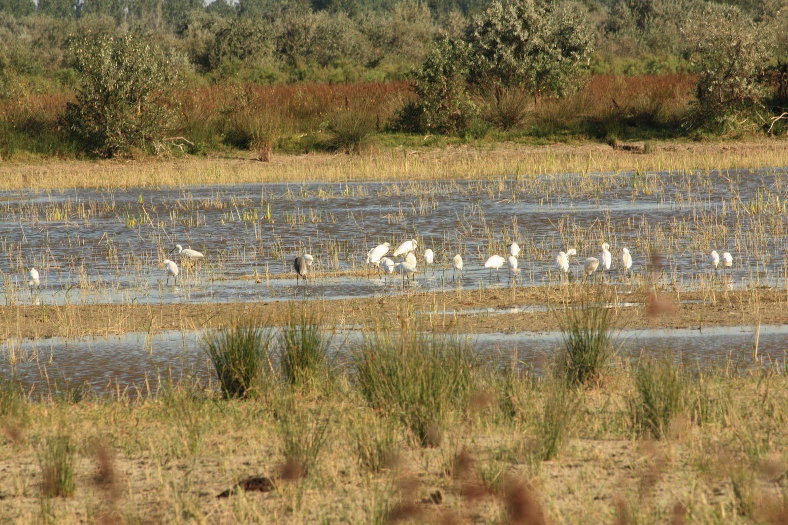 Ilyen a természetünk: Madárlátta Duna-delta
