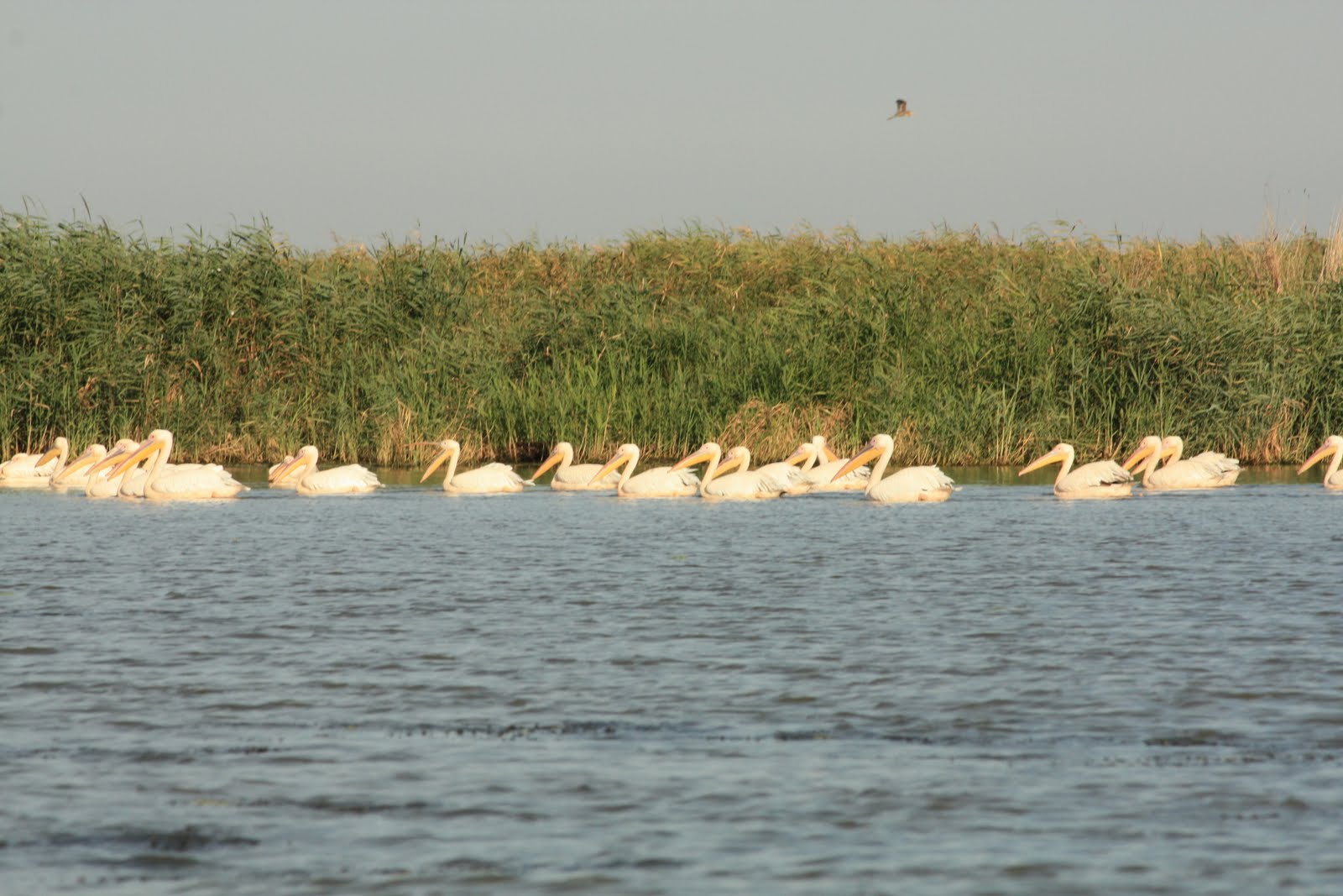 Ilyen a természetünk: Madárlátta Duna-delta