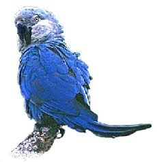 O mundo animal: Ararinha azul