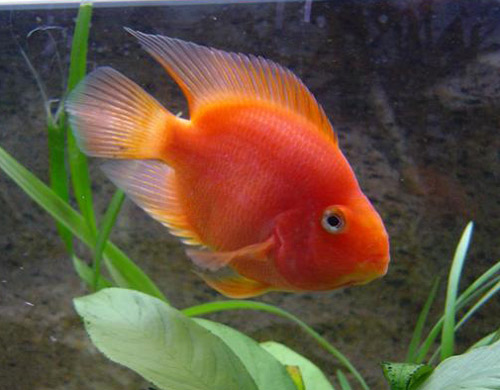 tu tarea.a: ANIMALES VERTEBRADOS Y SU CLASIFICACIÓN