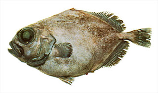 LifeCanBeBeautiFull: cream dory fish fillet with white sauce dip