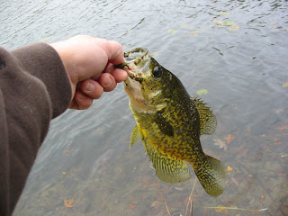 where are the fish in R.I.?: Crappy Day At Gorton Pond.