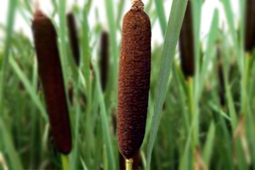 ALL THINGS BUSHCRAFT: FORAGING FOOD: Bulrush