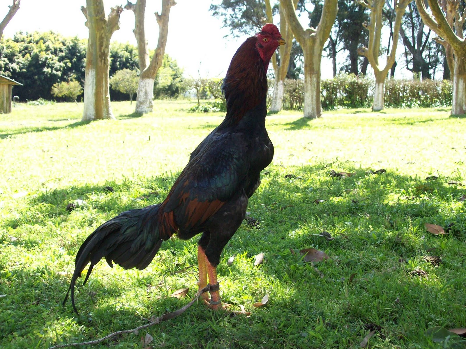 Razas puras de combate: Gallo Shamo