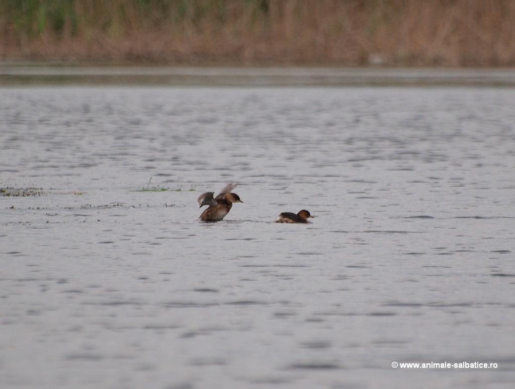 Natura Salbatica: Mini-delta din Bucuresti (Balta din Sisesti)
