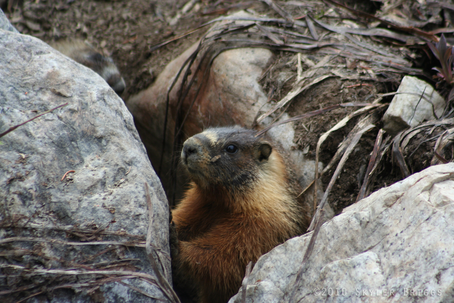 Tracks and Scat: Yellow Bellied Marmot