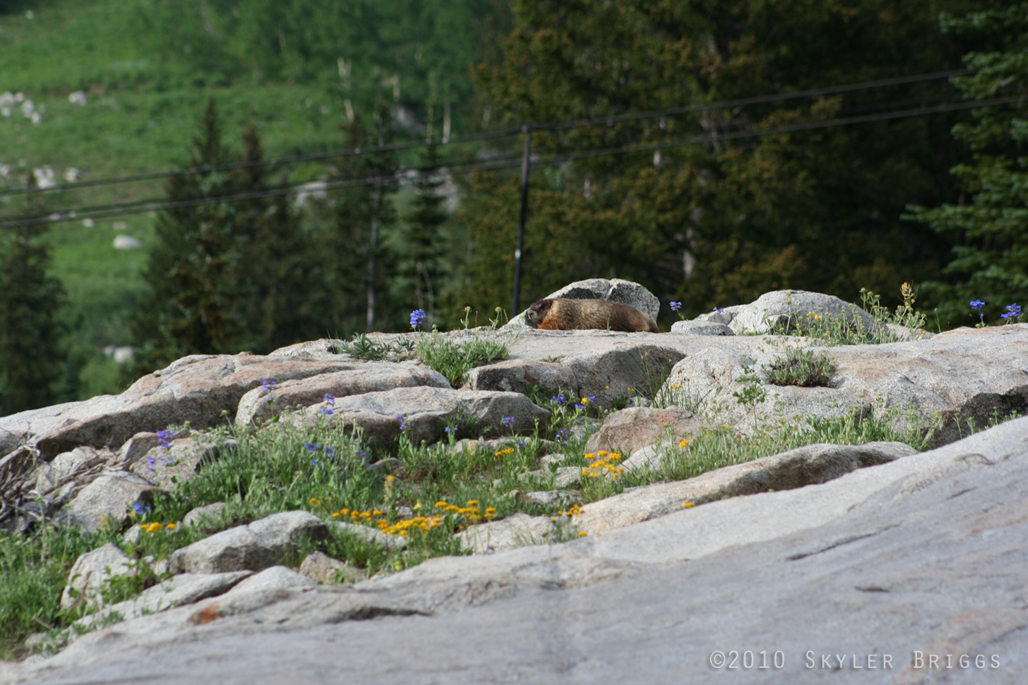 Tracks and Scat: Yellow Bellied Marmot