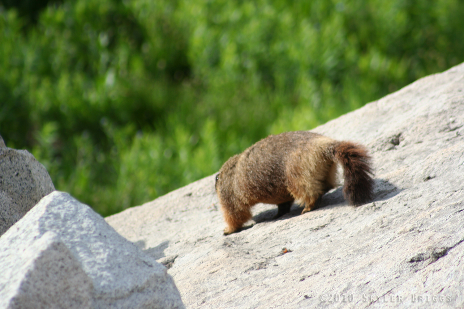 Tracks and Scat: Yellow Bellied Marmot