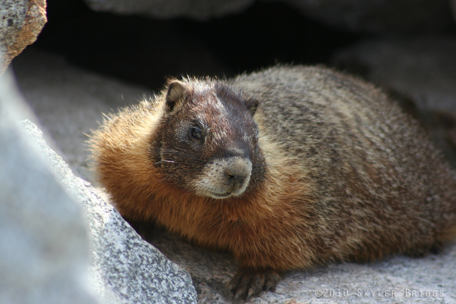 Tracks and Scat: Yellow Bellied Marmot