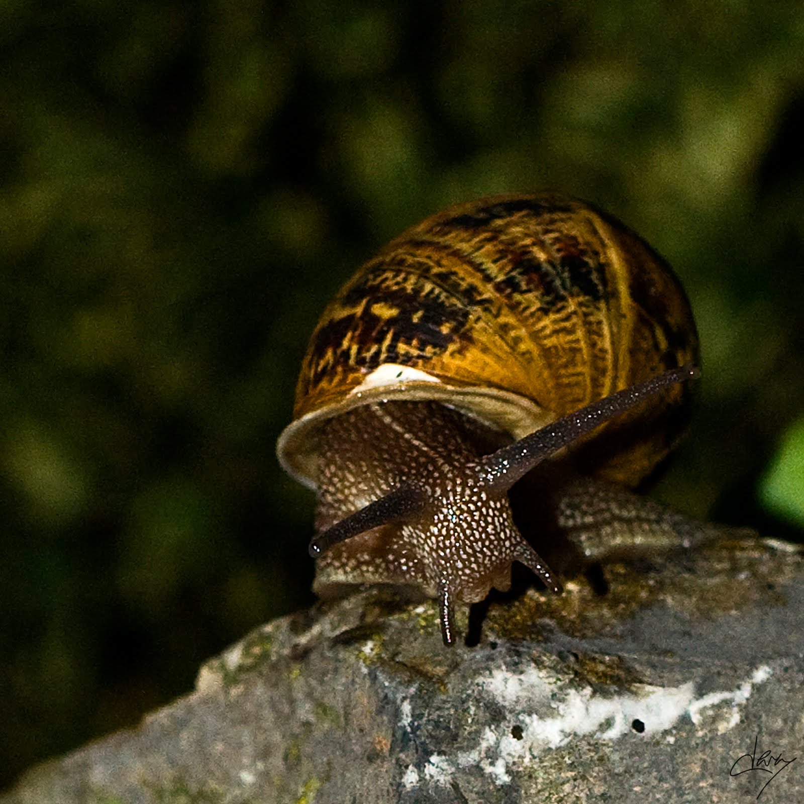 FotosdEva: Caracol