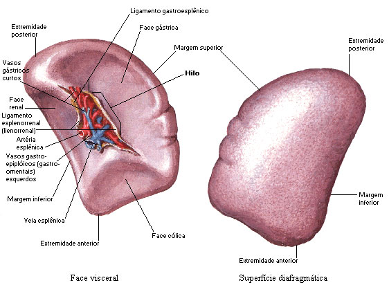 Blog do Firme - Utilidades e conhecimento: Baço - Anatomia e função ... Blog do Firme - Utilidades e conhecimento: Baço - Anatomia e função ...