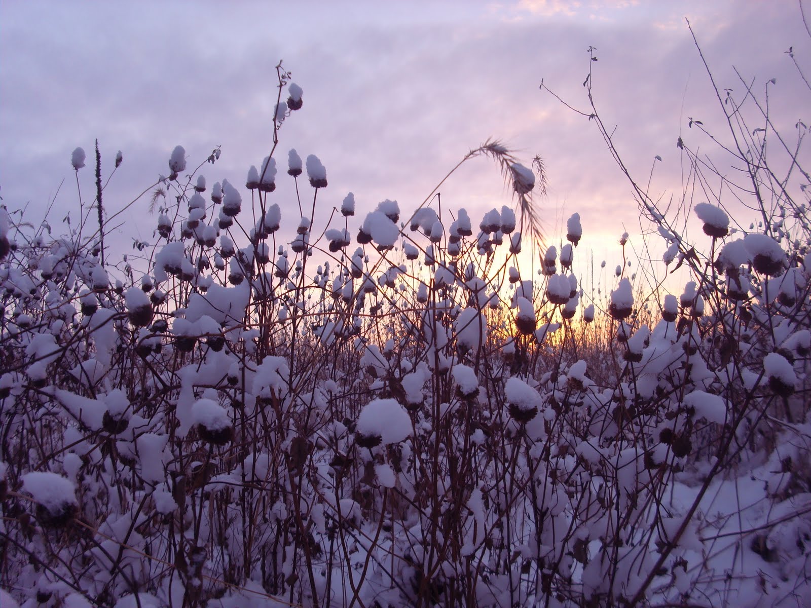 the miriam cecilia blog: snow flowers