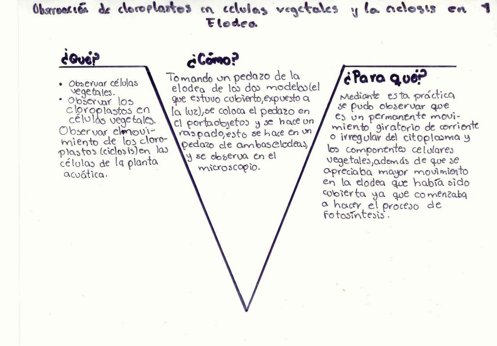 BIOLOGIA III: Observación de cloroplastos en células vegetales y la ...