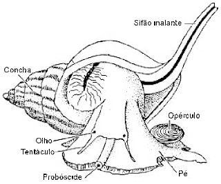 Supere Limites: FILO MOLUSCA: MOLUSCOS