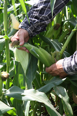 Corn Corps: FARMING 101: PICKING SWEET CORN