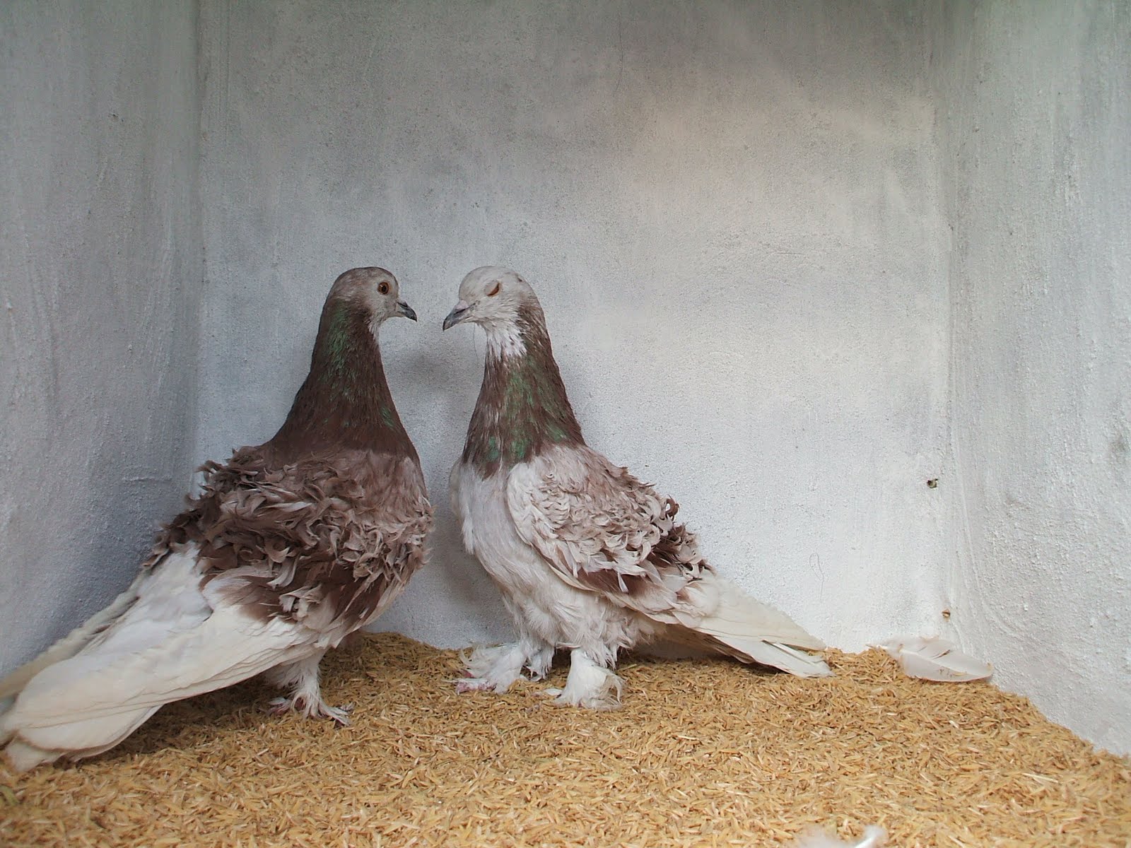 AVES DE RAZA: PALOMAS