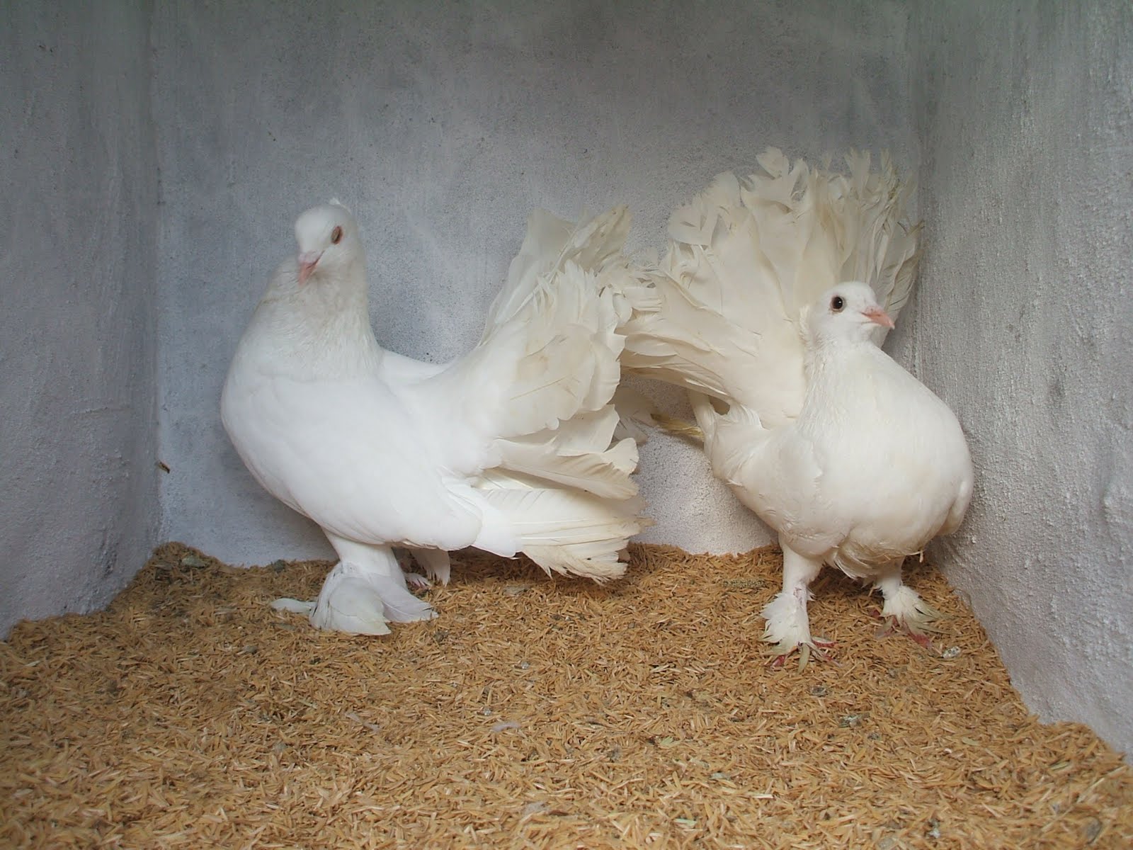 AVES DE RAZA: PALOMAS