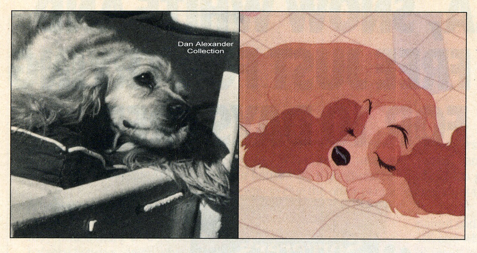 Dan Alexander Dizmentia: Live Action Lady And The Tramp: The Real Life ...