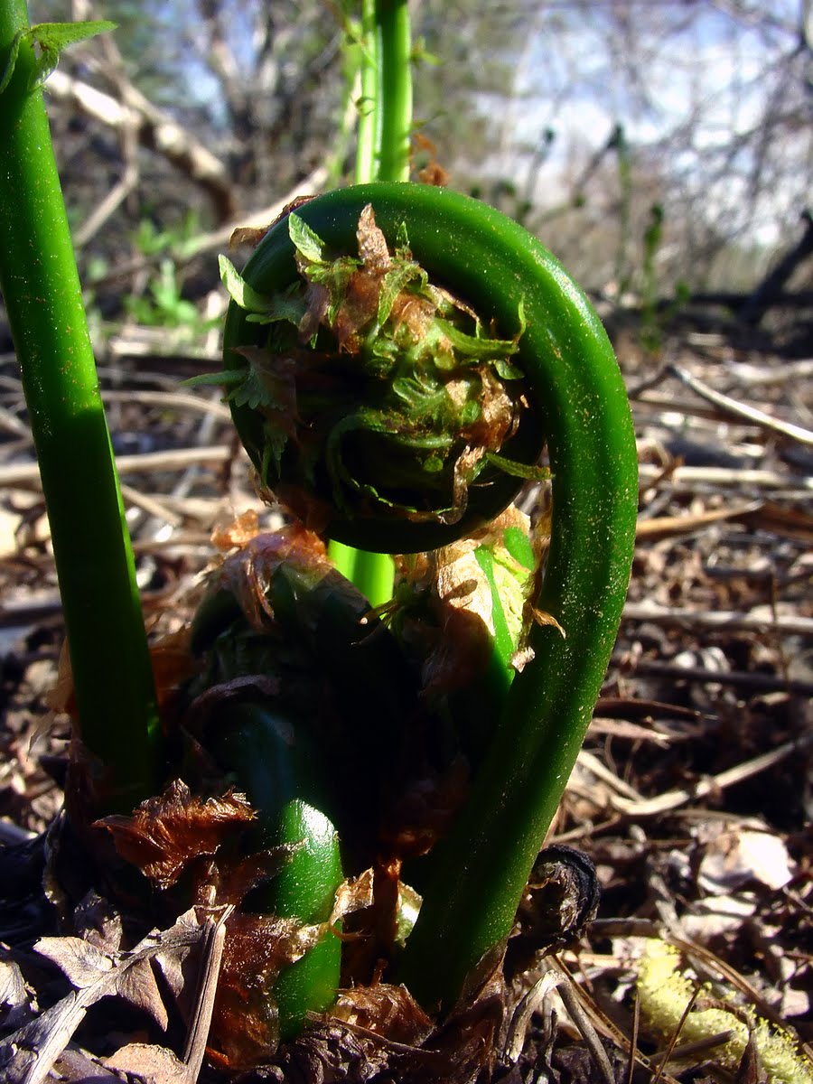 Savoring a Garden in Spring