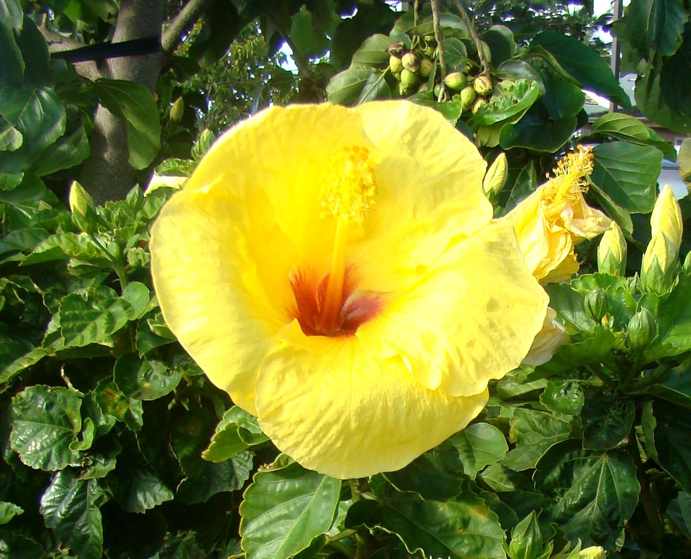 The Flowers of Hawaii - Design Kebun