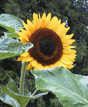The Glorious Sunflower - the Fourth Sister in a Native American Garden