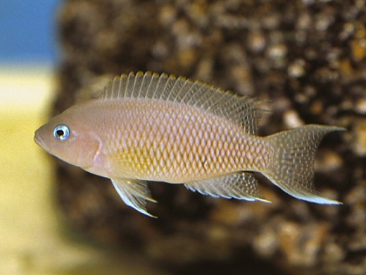 El lago Tanganyika, un mar de agua dulce: Genero Neolamprologus ...