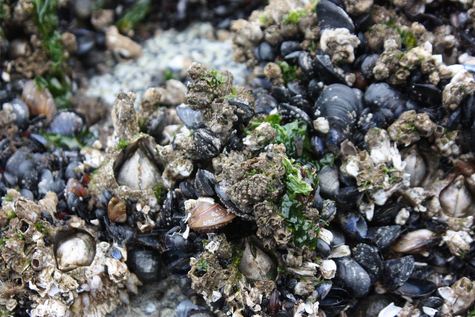 Marine Life - mussels and barnacles, Pacific NorthWest | Marine animals ...