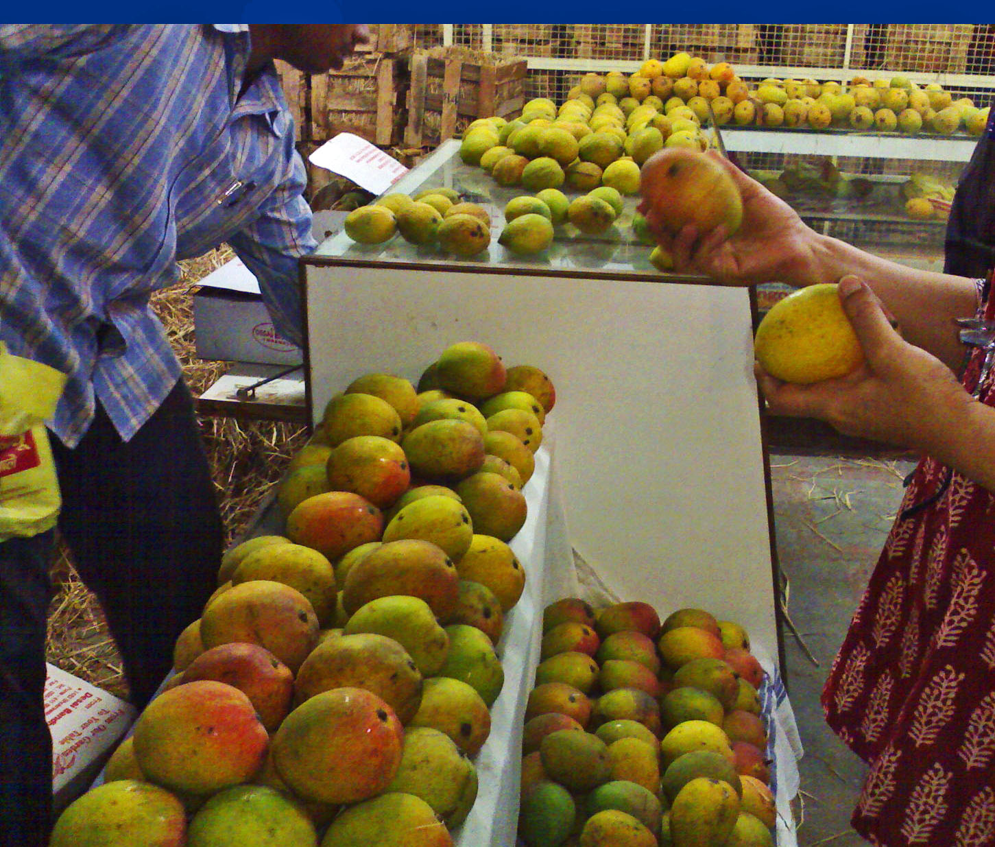 Stock Pictures: Photos of Mangoes