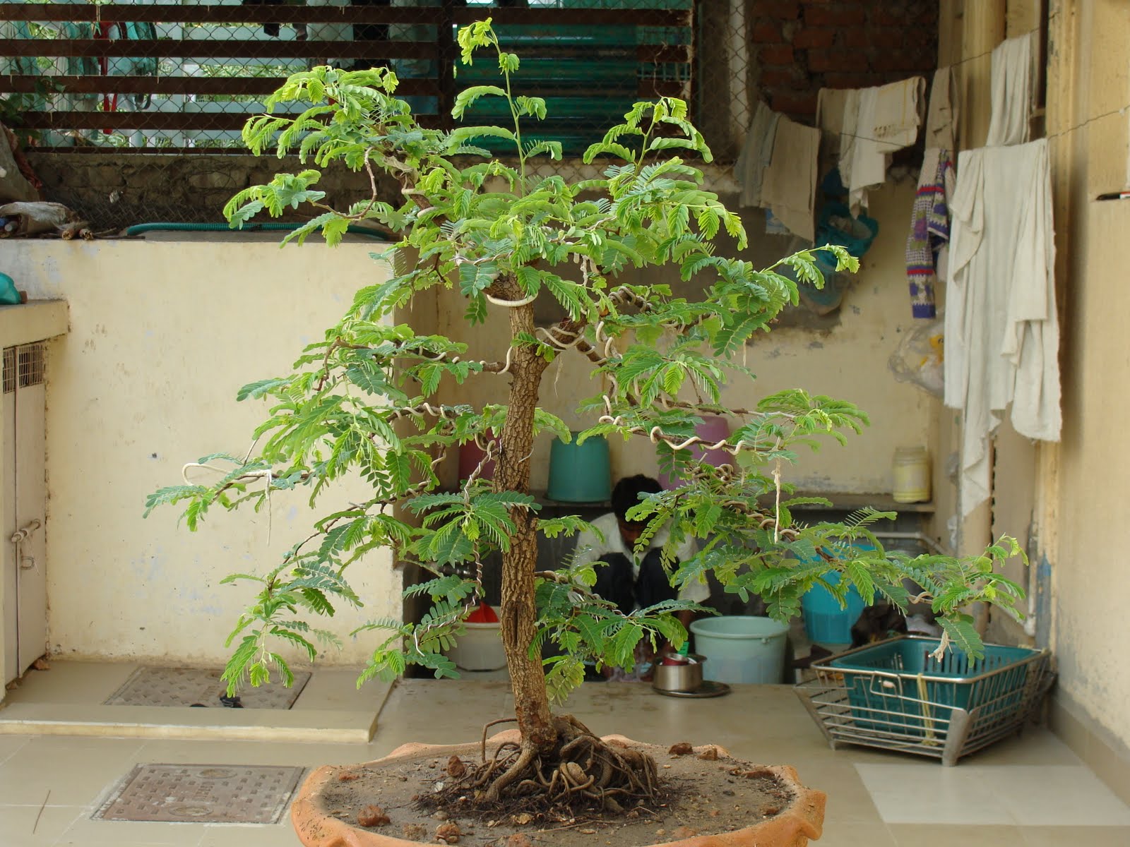 PARAG MEHTA'S BONSAI CREATION: Expensive Tamarindus Indica (Imli)