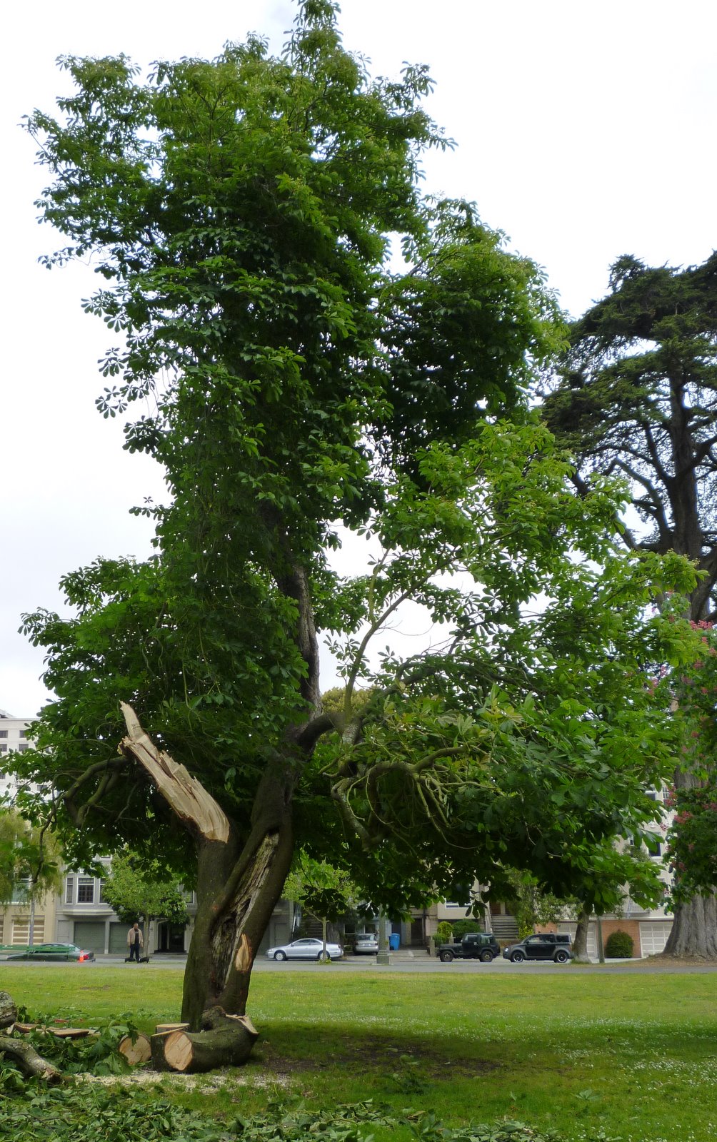 Panhandle Park Stewards: Big tree splits in half