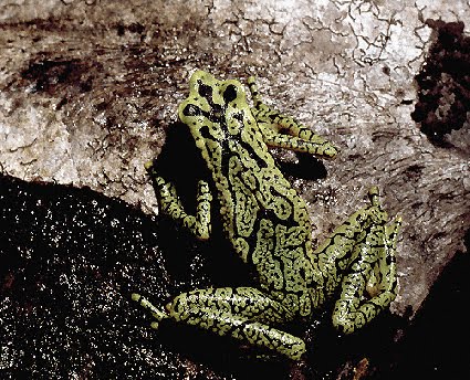 Cosas de la Selva: La misteriosa extinción de los sapitos de selva nublada.