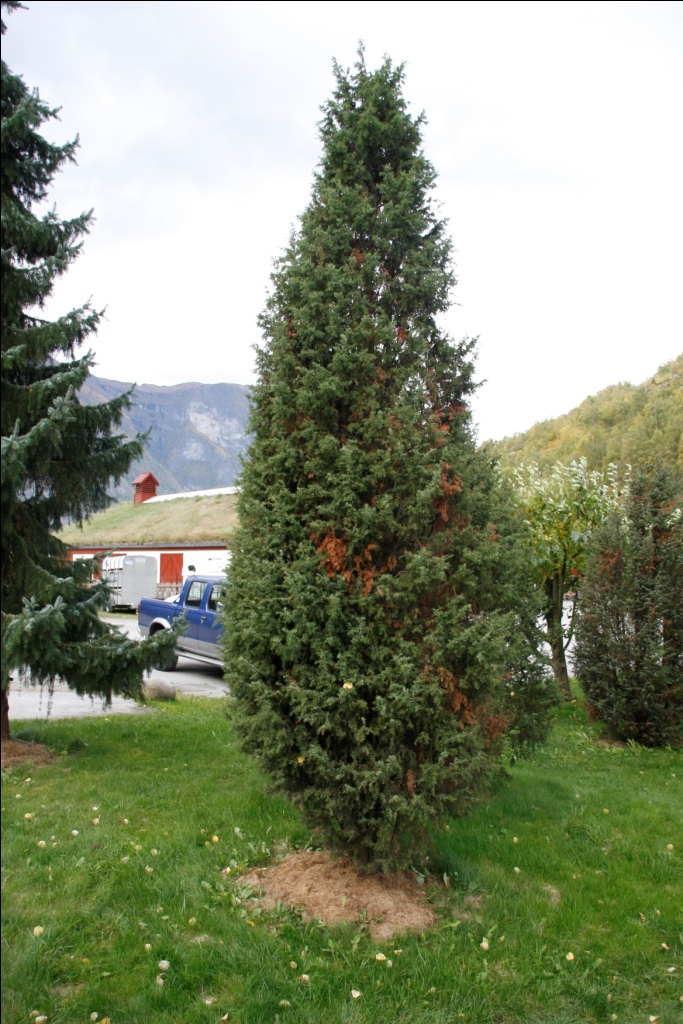 Økologisk Dagbok: Litt om norske tresorter (bilder kommer snart)