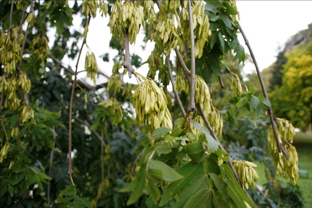 Økologisk Dagbok: Litt om norske tresorter (bilder kommer snart)