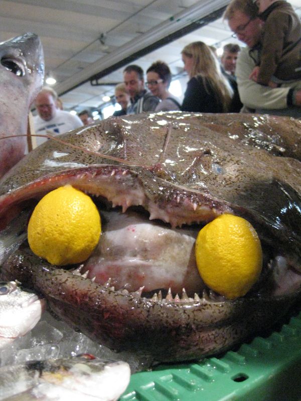 Mot min smala lycka: Bara fula fiskar...