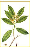 Lodh Tree | INDIAN AYURVEDA HERBS