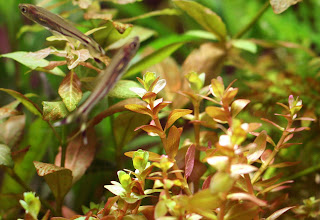The Little Pet Shop at Oakleigh