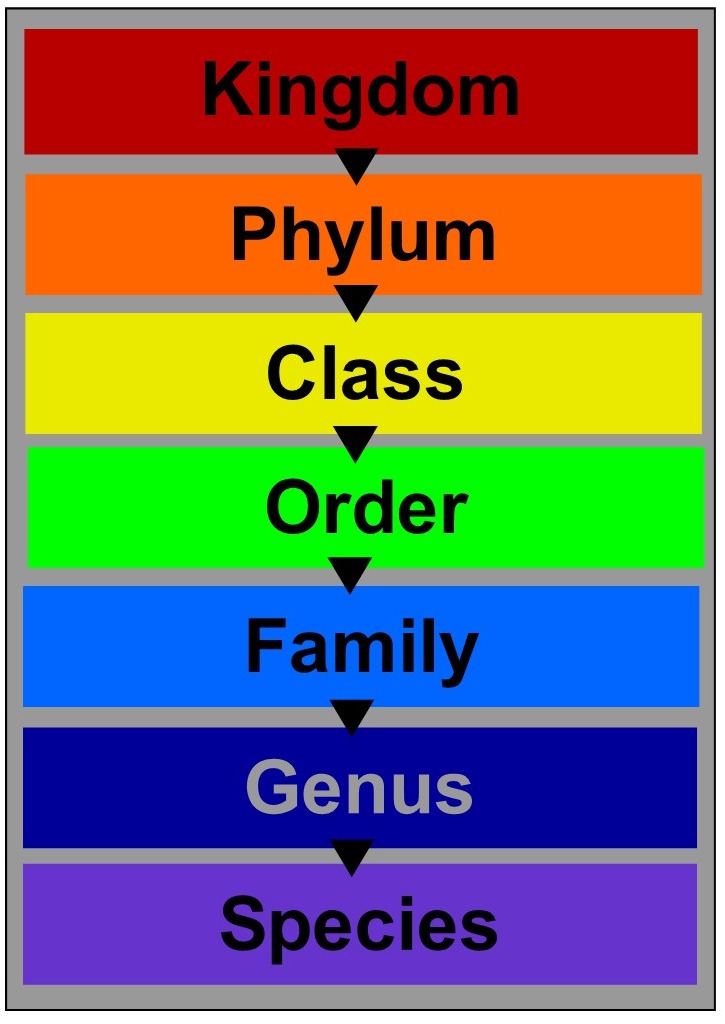 Butterfly Jungle: Lady Bug Lady Bug - Get Out of My Home!