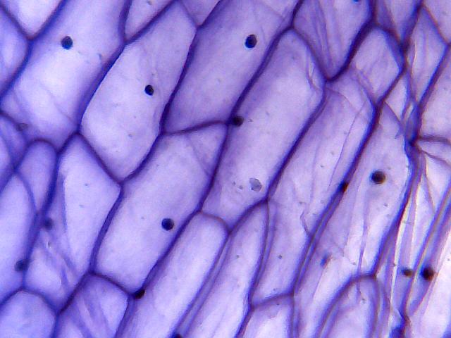laboratorio2bach: Fotografías con el microscopio