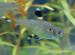 Pristella Riddlei Maxillaris | TROPICAL FISH