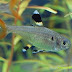 Pristella Riddlei Maxillaris | TROPICAL FISH