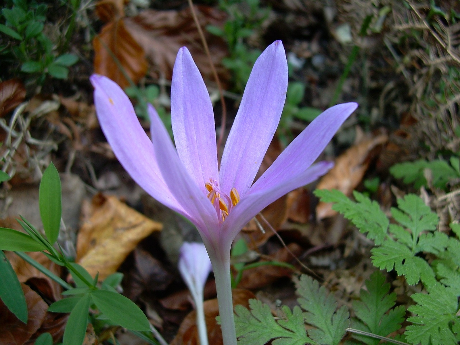 Colchicum neapolitanum Ten.