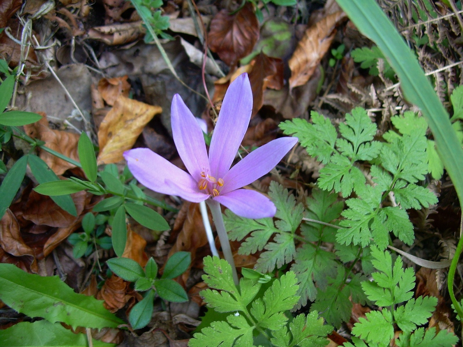 Colchicum neapolitanum Ten.