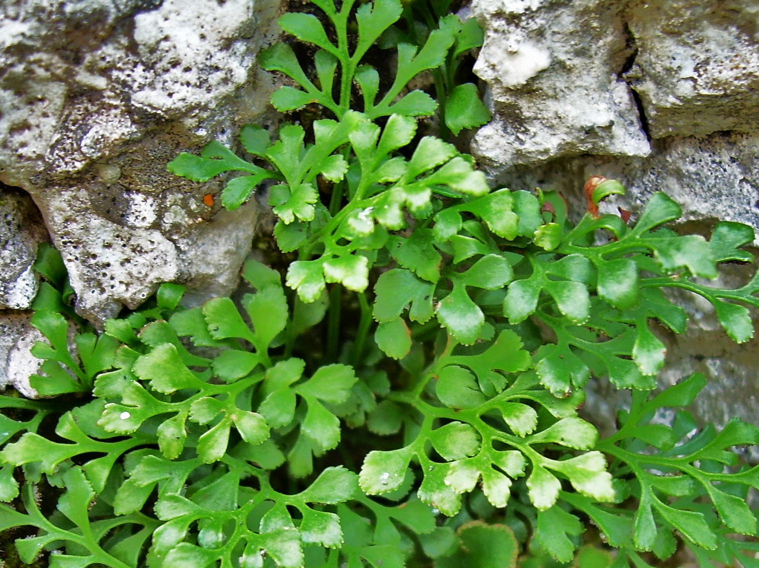 Asplenium ruta-muraria L.