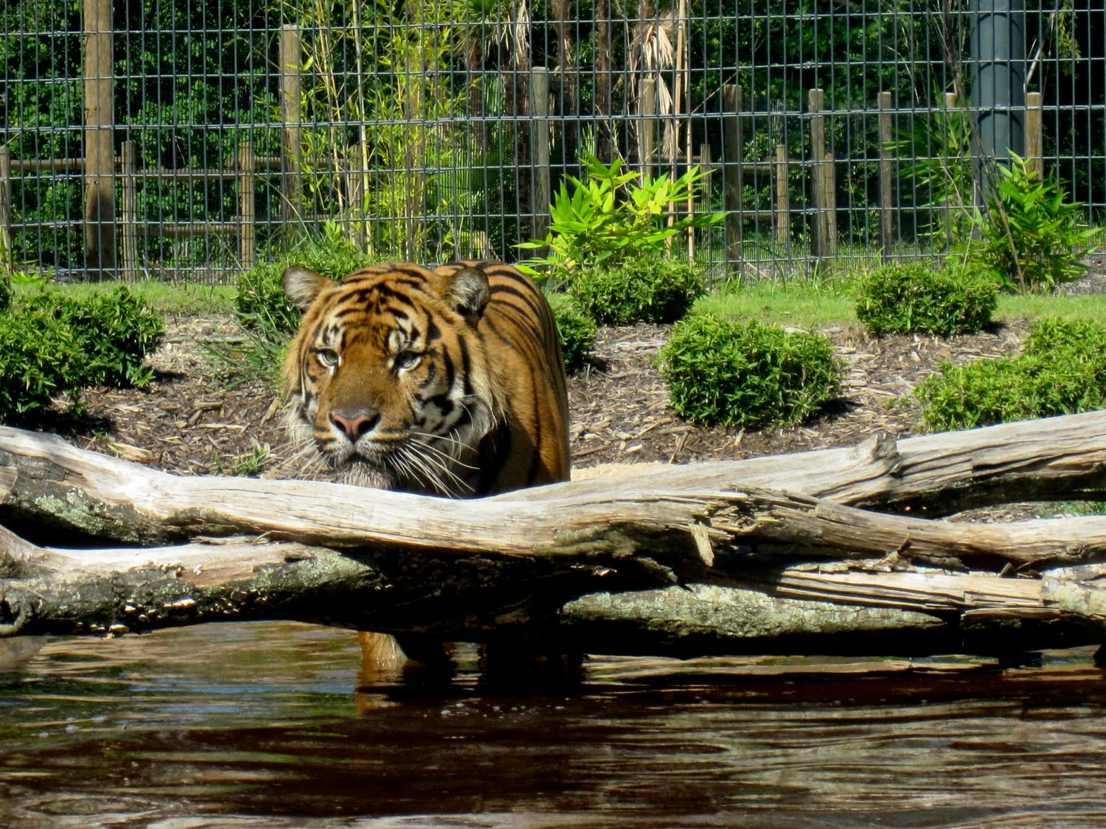 World of the Wilsons: Baton Rouge Zoo