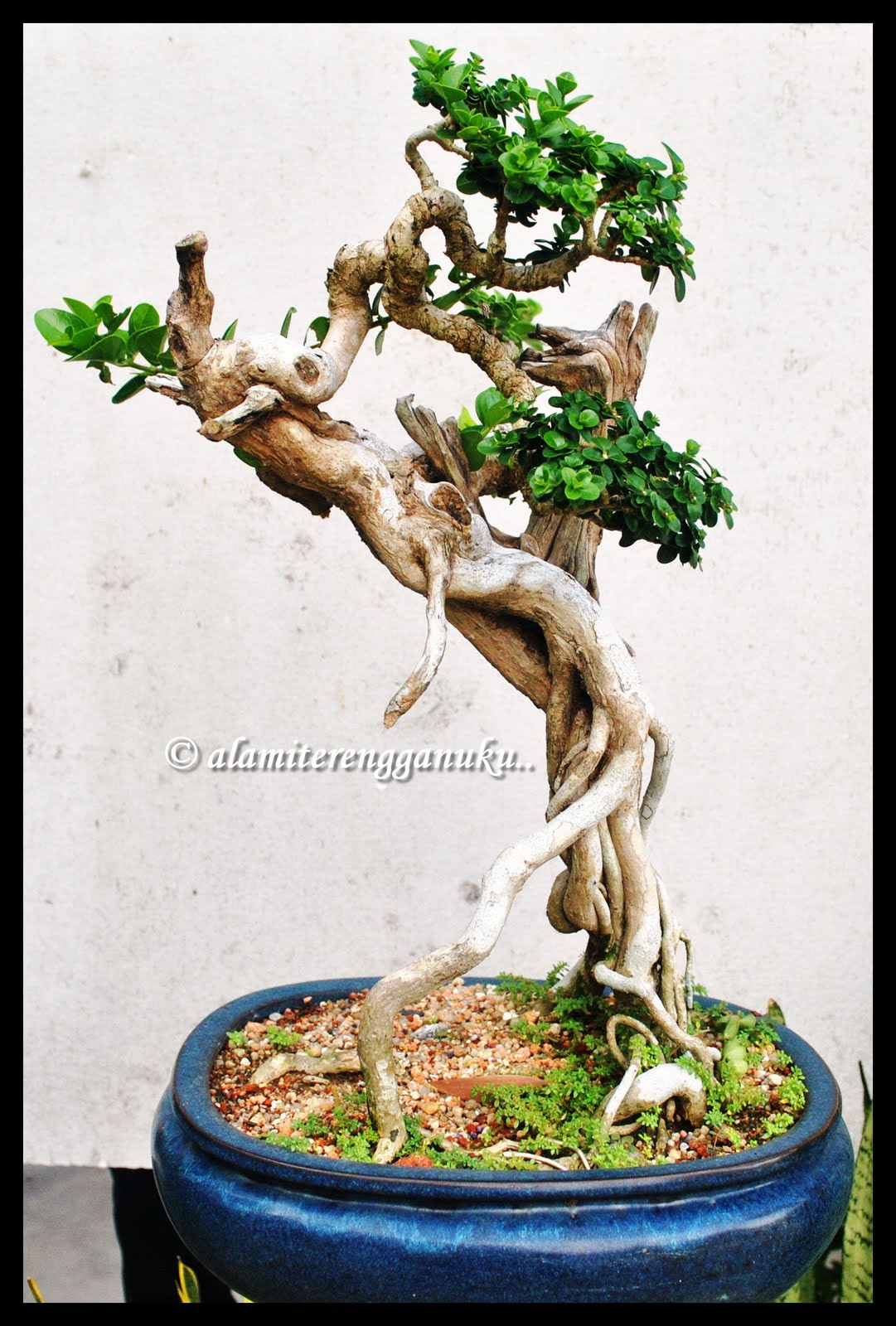 Alami Terengganu: Seni Bonsai di Terengganu