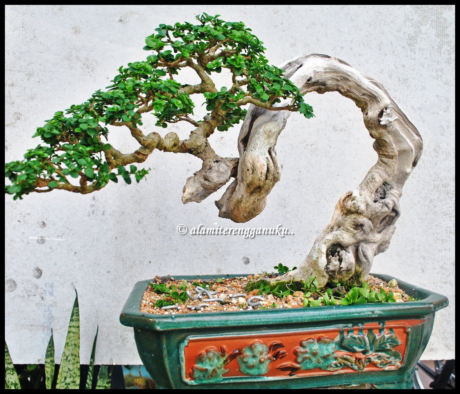 Alami Terengganu: Seni Bonsai di Terengganu