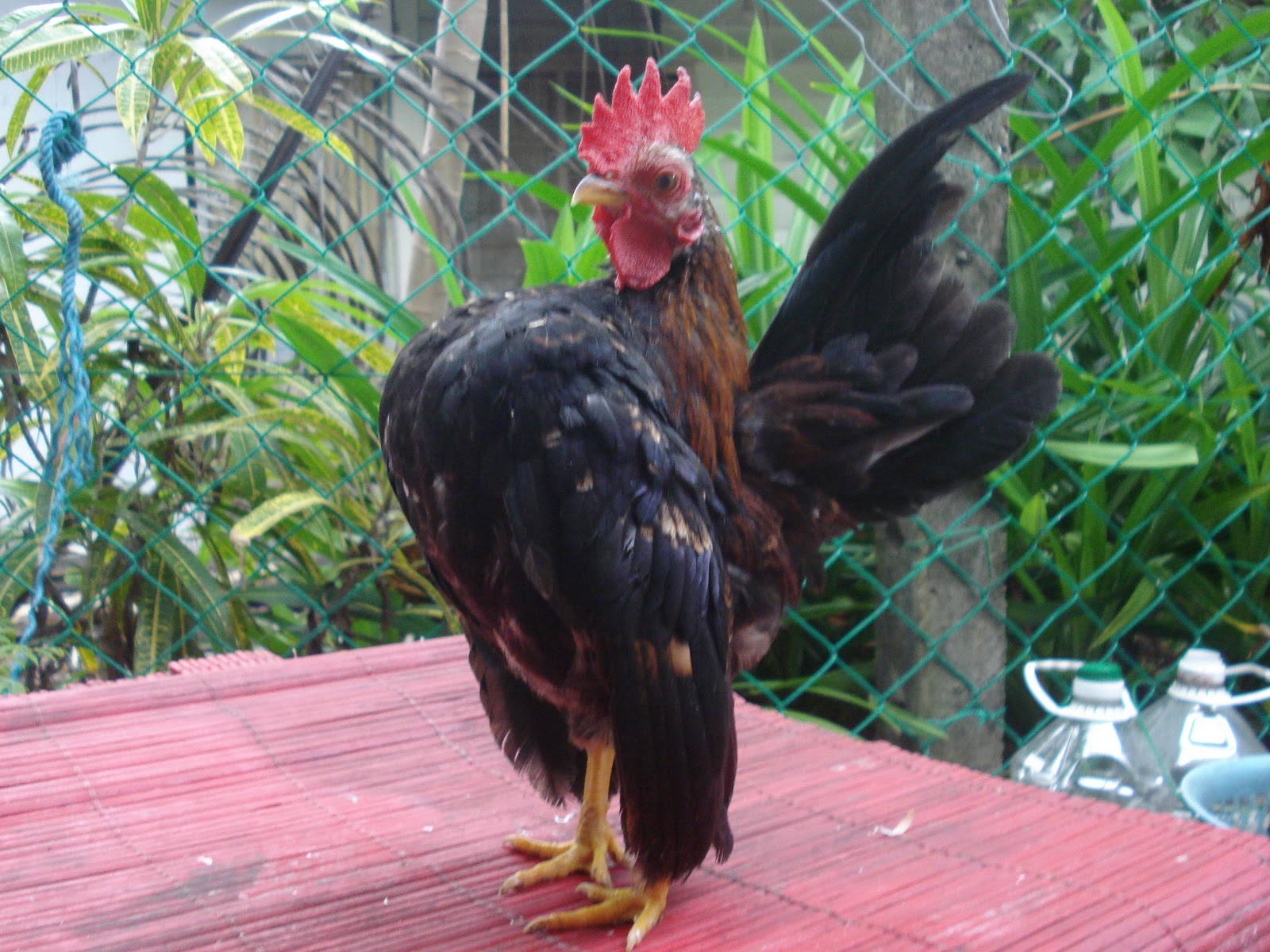 shamipoh.blogspot.com: Transformasi Limbat + N.R suatu masa dahulu...